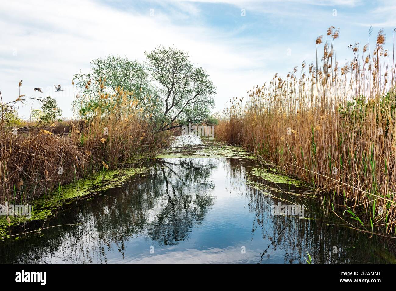 Small river in nature reserve Stock Photo - Alamy