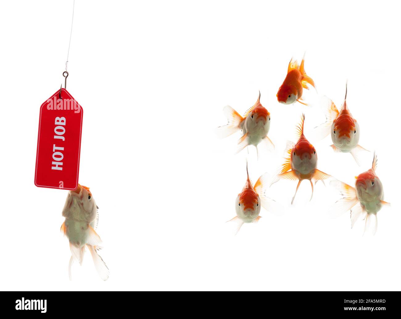 Idiot fish Cut Out Stock Images & Pictures - Alamy