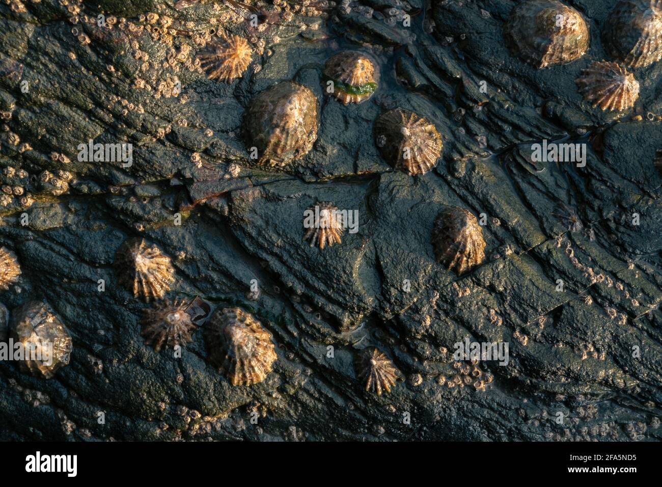 True limpet hi-res stock photography and images - Alamy