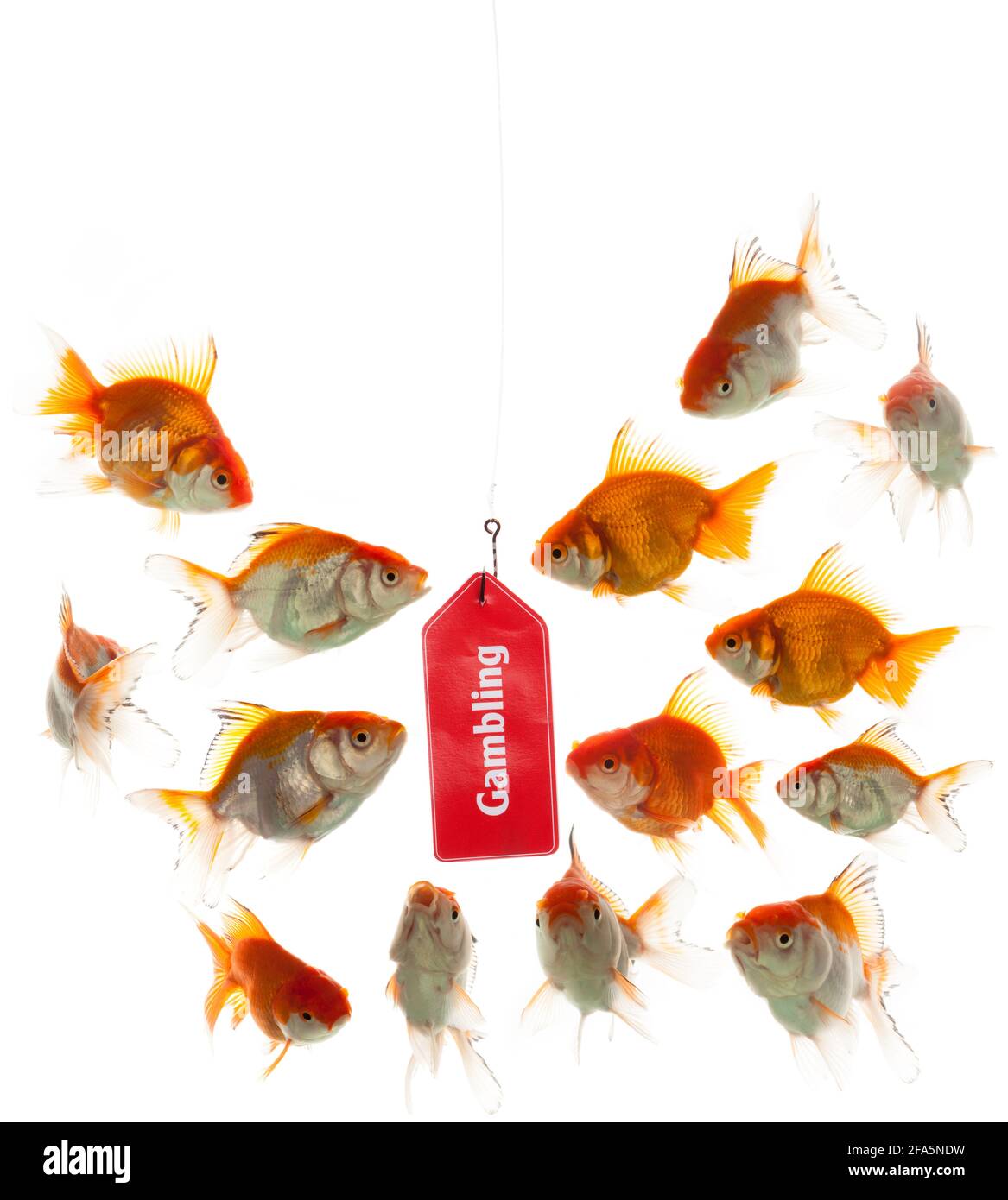 Idiot fish Cut Out Stock Images & Pictures - Alamy