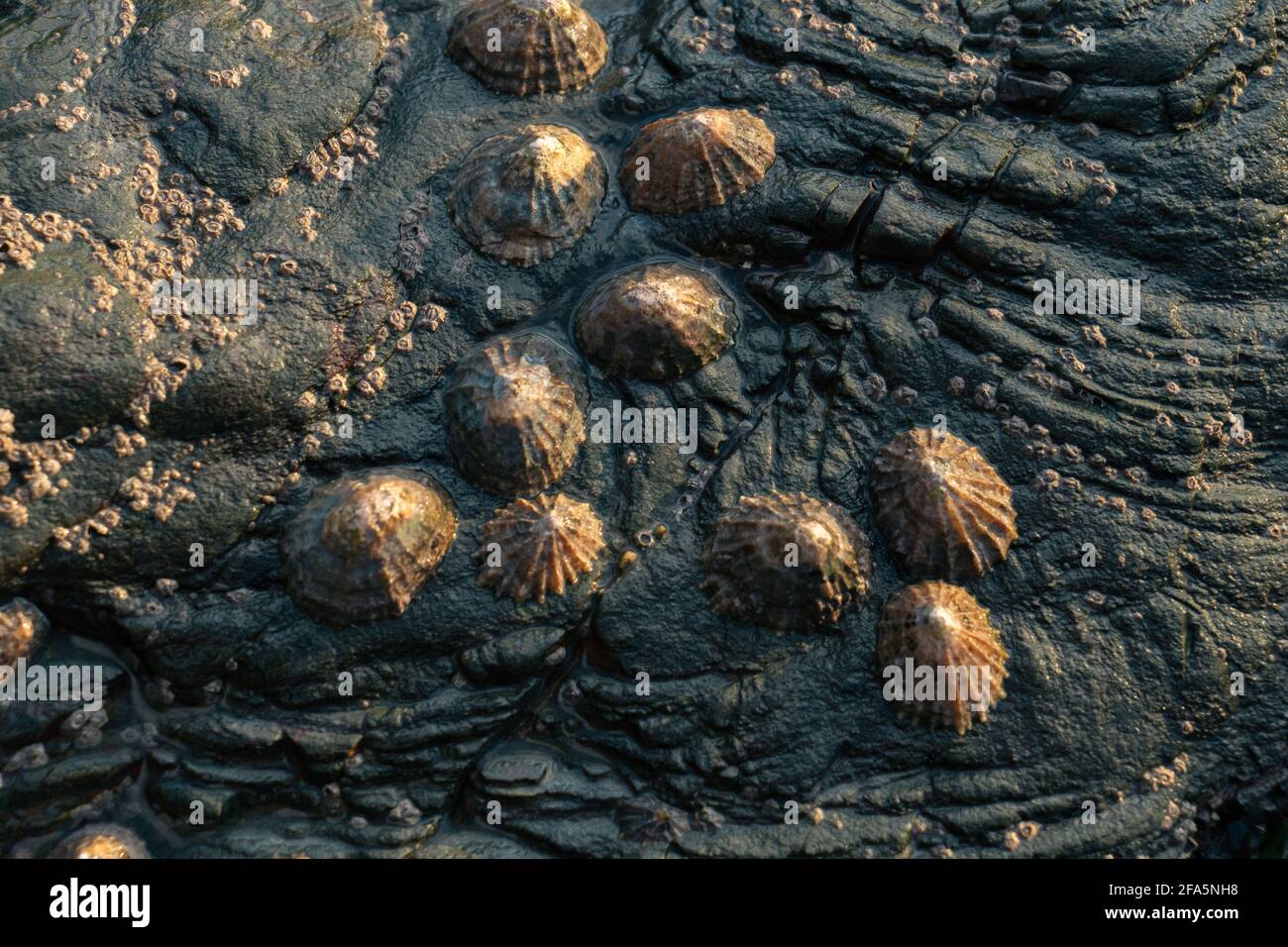 True limpet hi-res stock photography and images - Alamy
