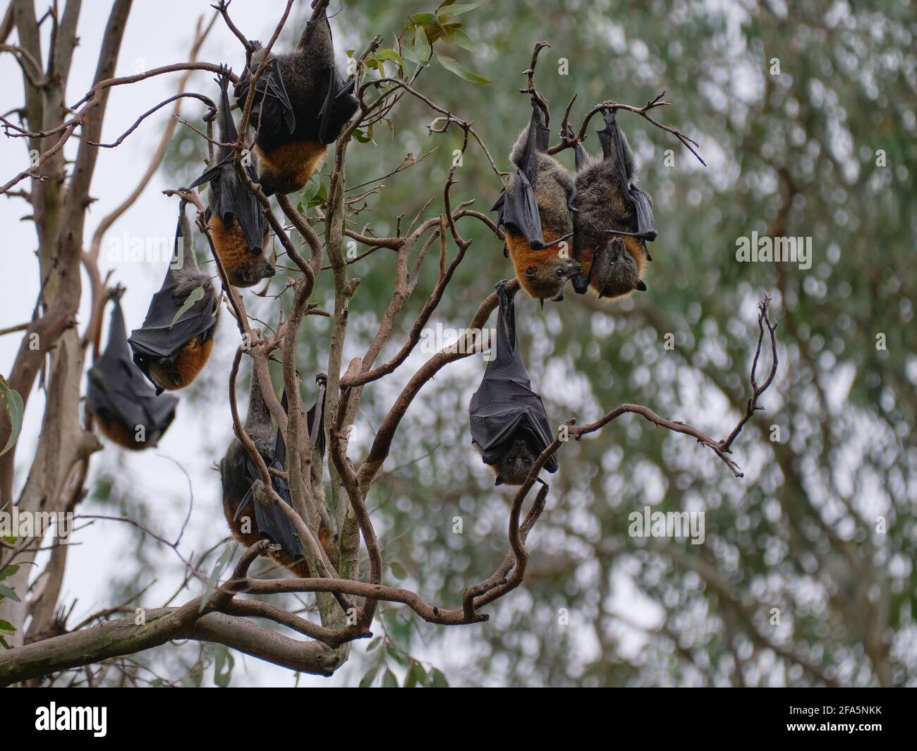 Just Hanging Around Stock Photo - Alamy