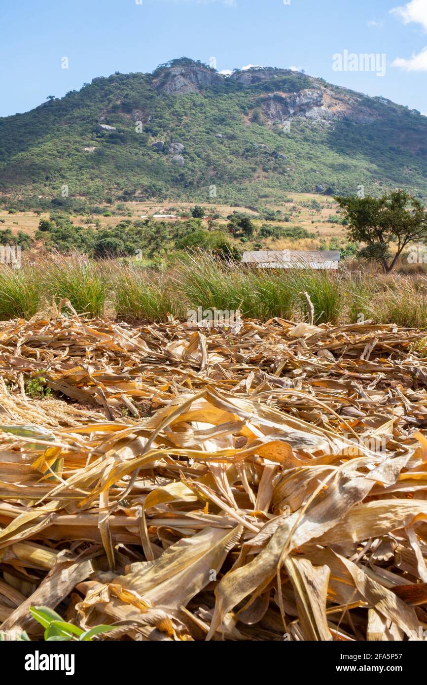 Malawi maize harvest hi-res stock photography and images - Alamy