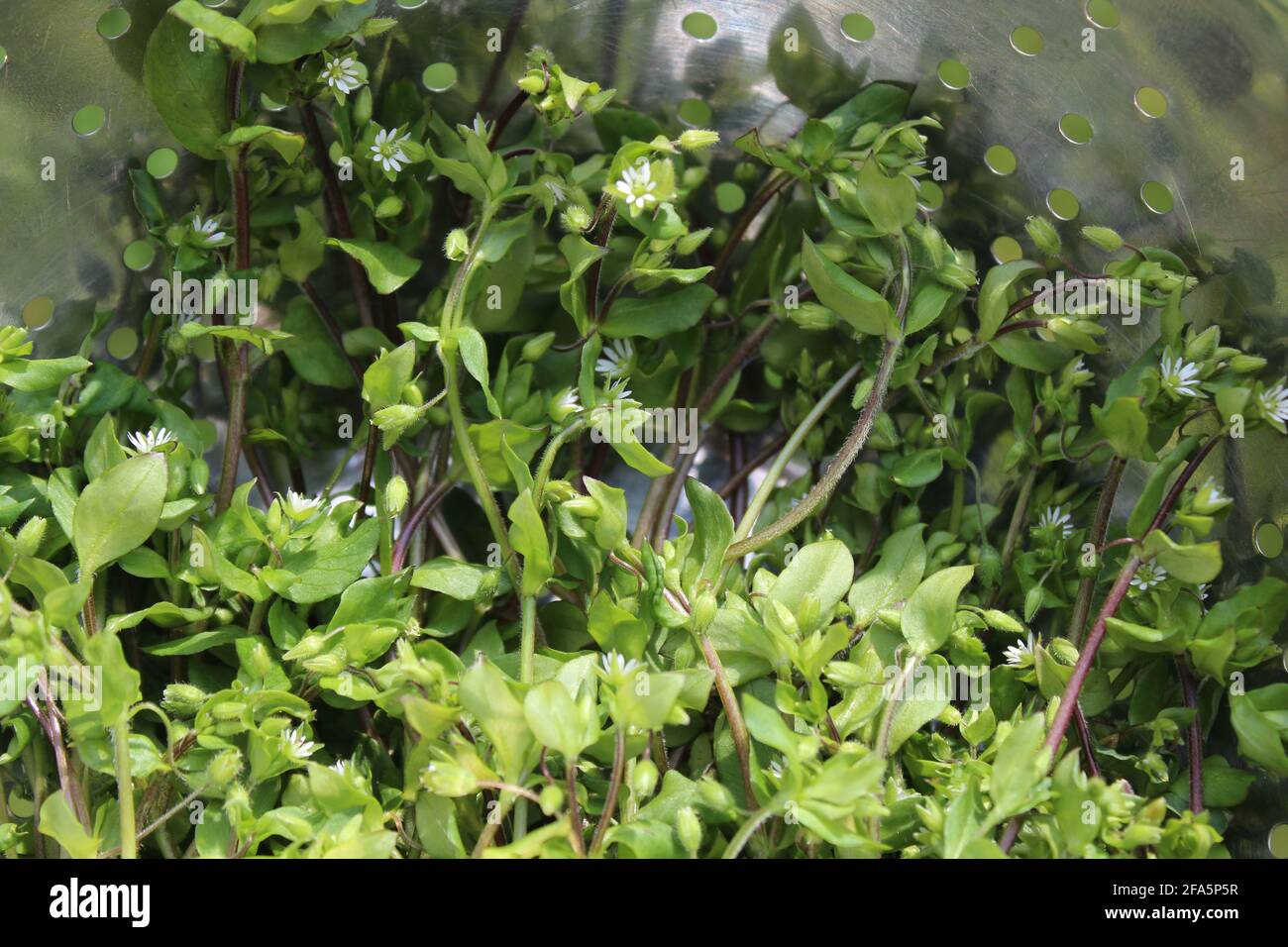 fresh chickweed in a sieve Stock Photo - Alamy