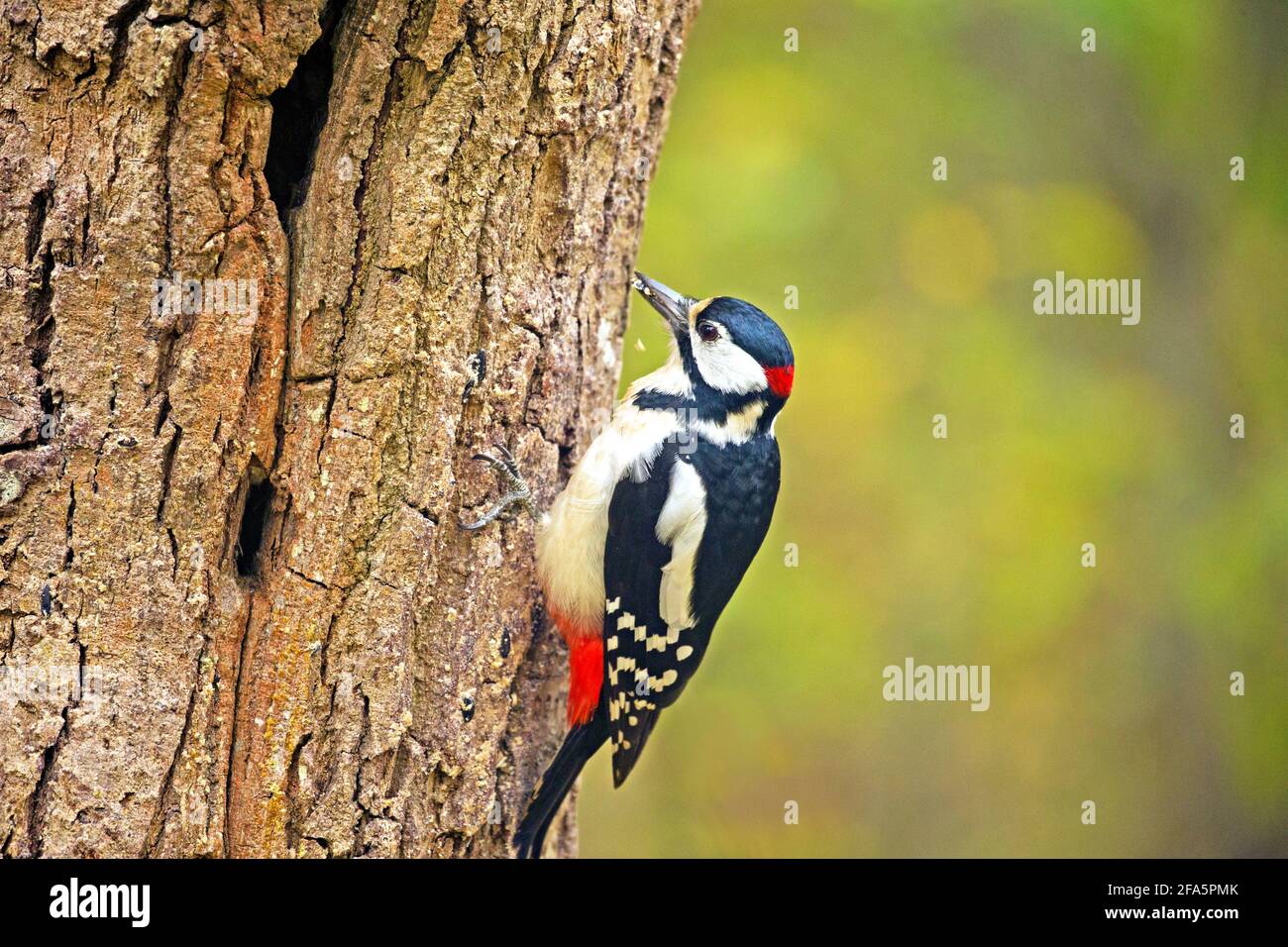 Great Spotted Woodpecker (Dendrocopos major) Photo: Bengt Ekman / TT ...