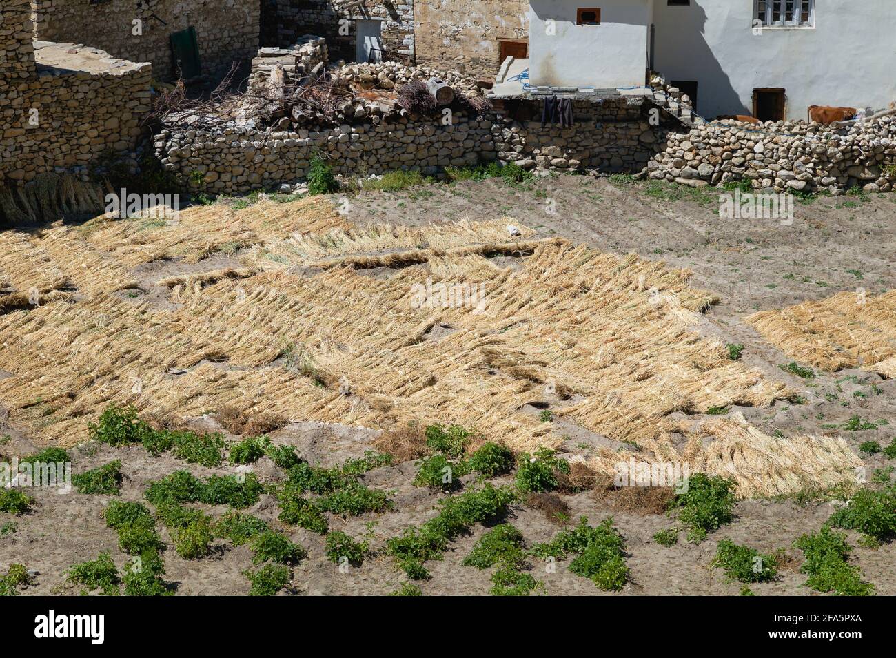 Wheat chaff, used for animal feed, drying outdoors in the sun flanked ...