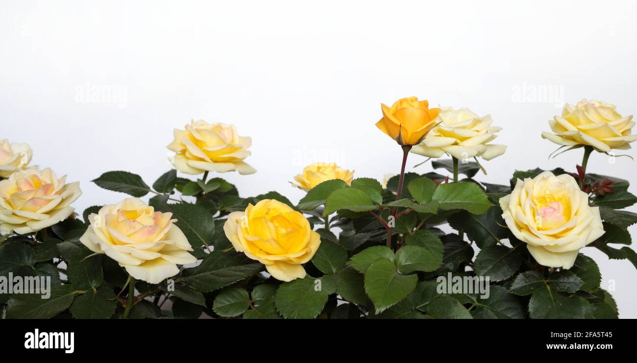 Beautiful yellow roses on white background Stock Photo - Alamy