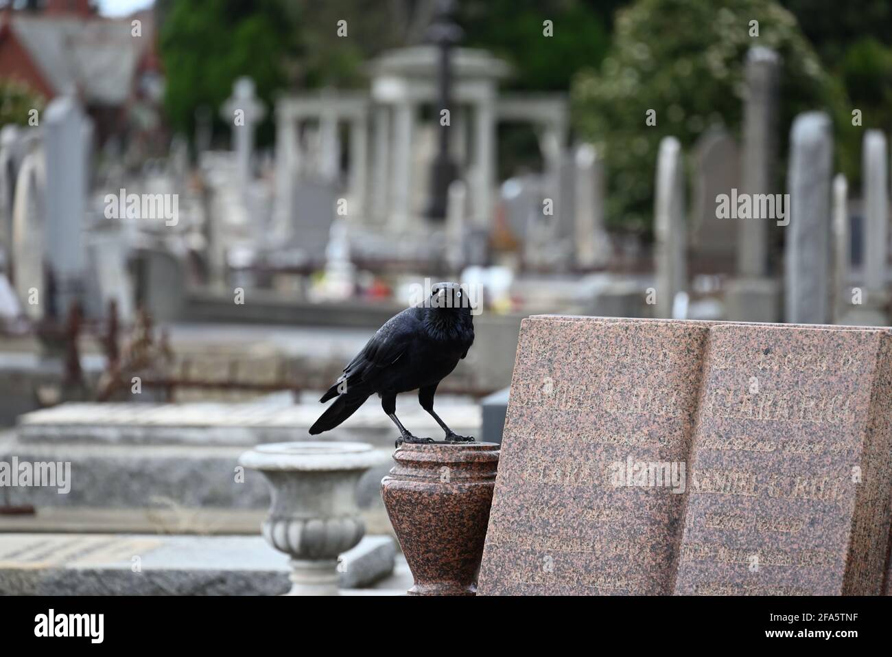 Crow on tombstone hi-res stock photography and images - Alamy