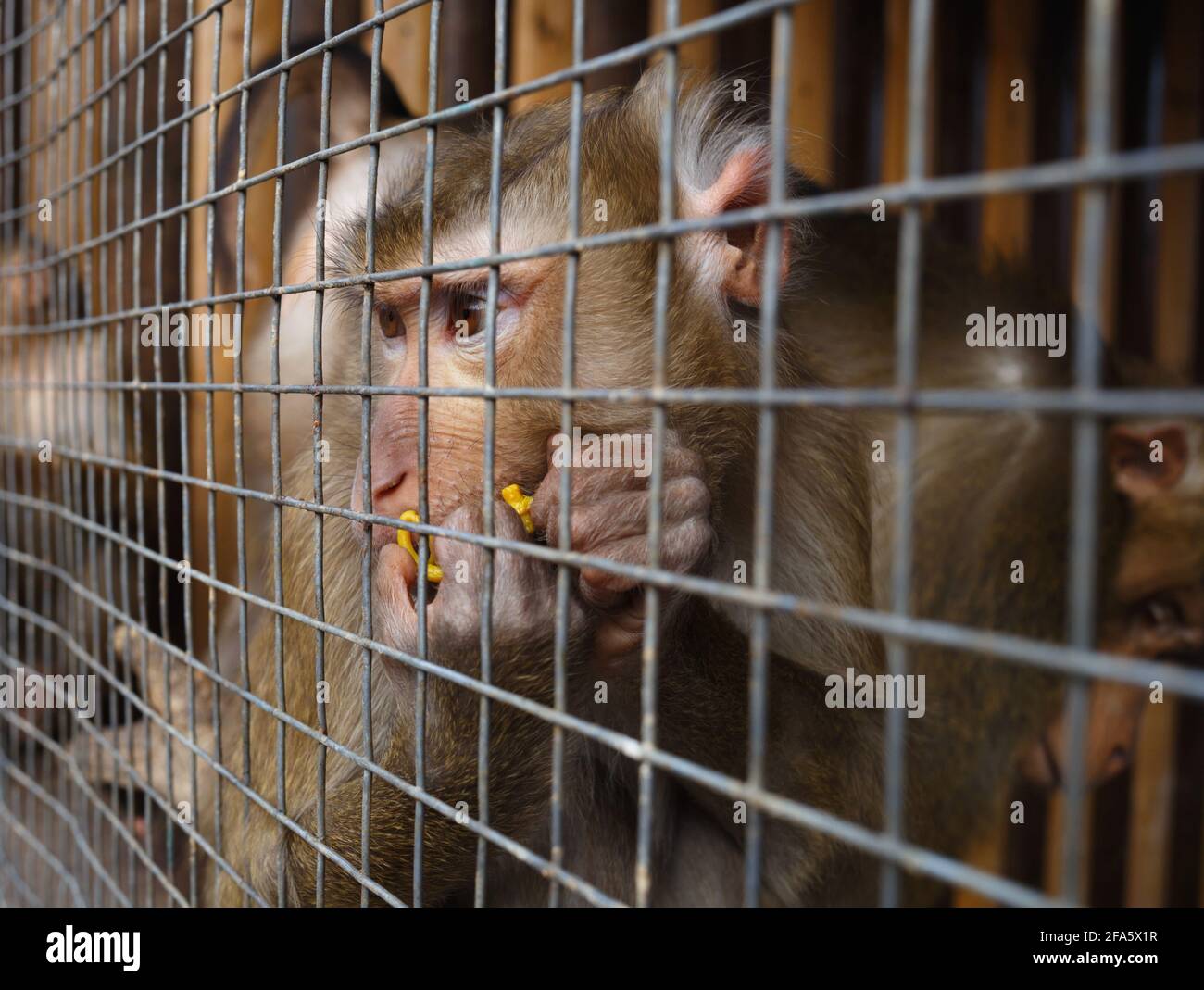 portrait of a sad monkey in a cage Stock Photo - Alamy