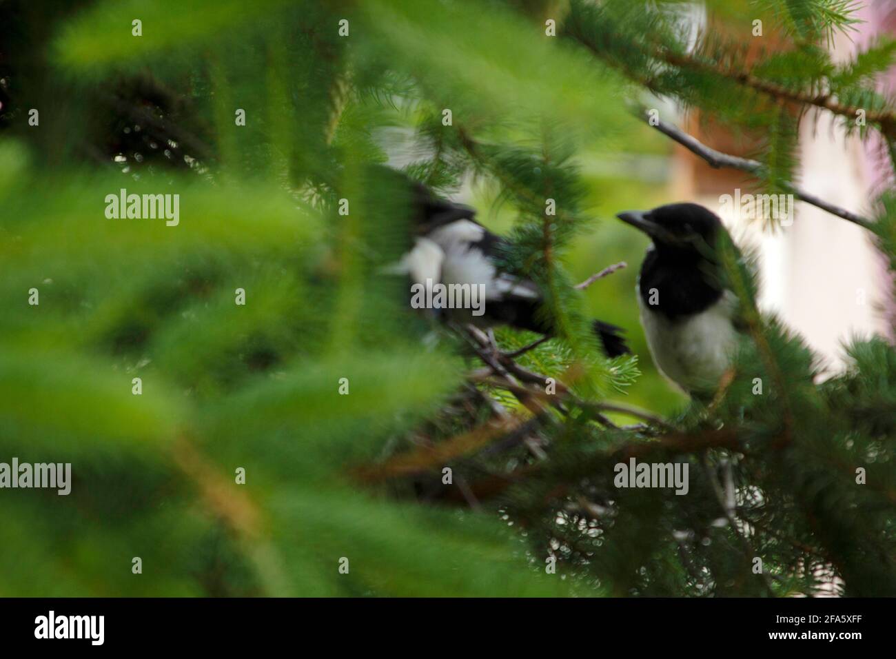 Birdhouse young bird hi-res stock photography and images - Alamy