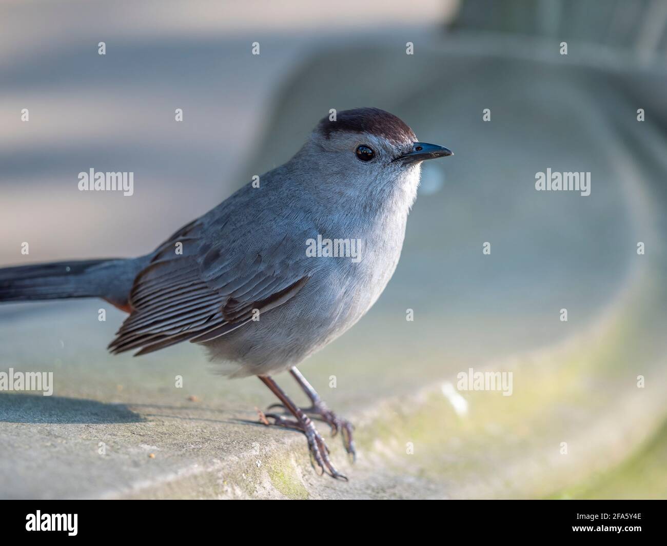 Mimid family hi-res stock photography and images - Alamy