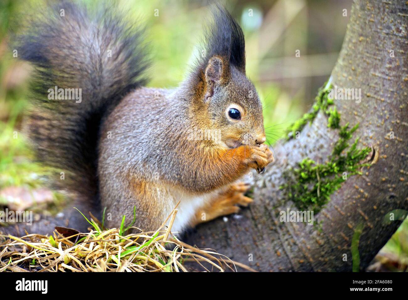 Red Squirrel (Sciurus vulgaris) Sweden Photo: Bengt Ekman / TT / code ...