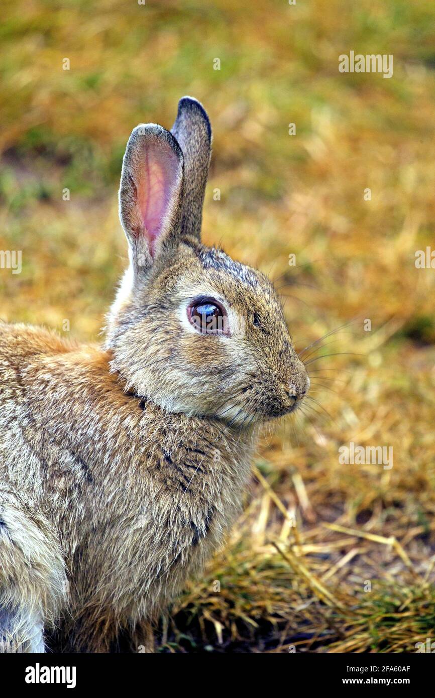 Eurpean rabbit hi-res stock photography and images - Alamy