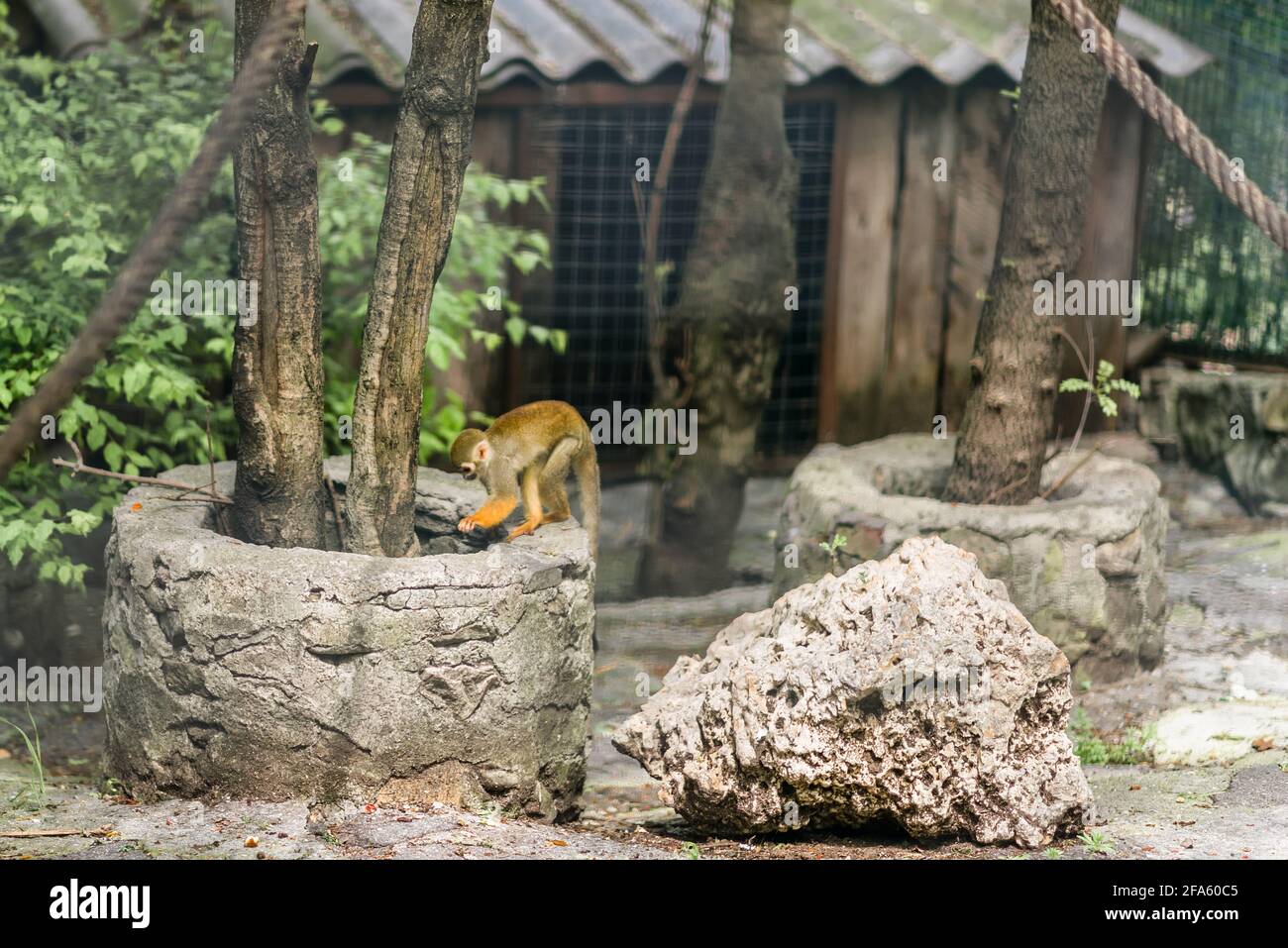 the monkey stands on a stone in his natural aviary at the zoo Stock ...