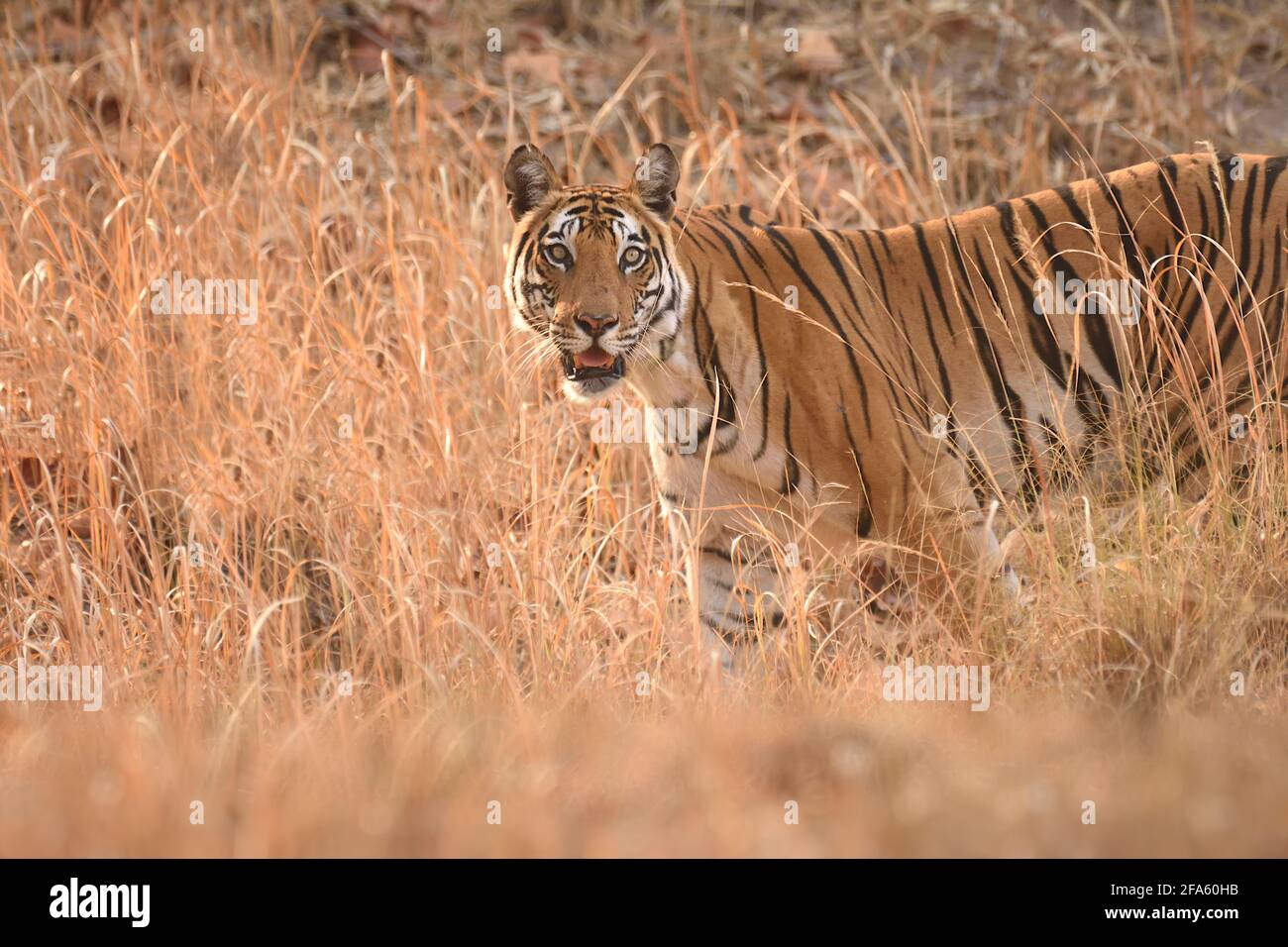 Eye level photograph of female tiger while she was staring at ...