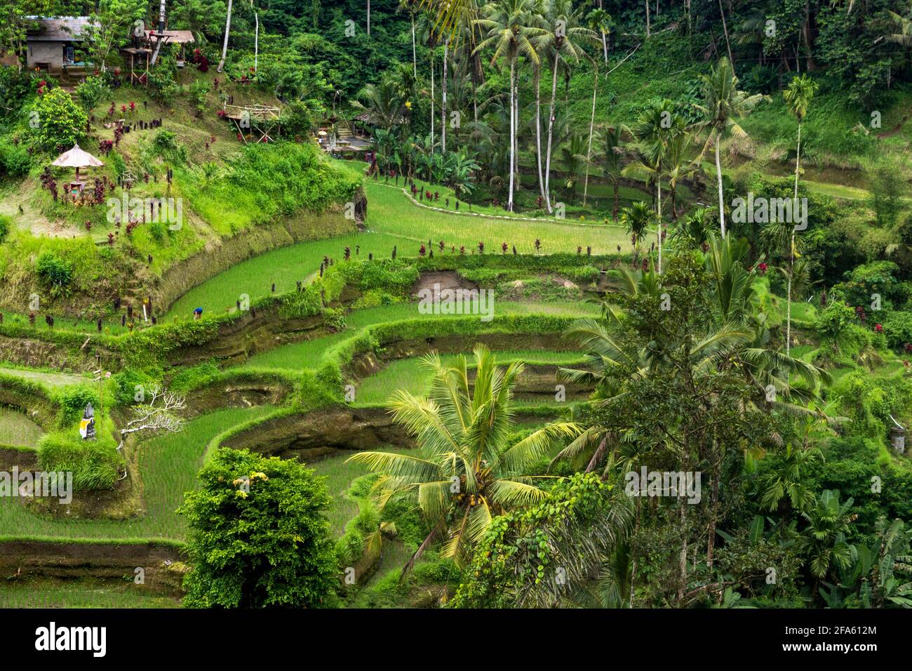 The Tegalalang paddy rice terraces outside Ubud on the island of Bali ...