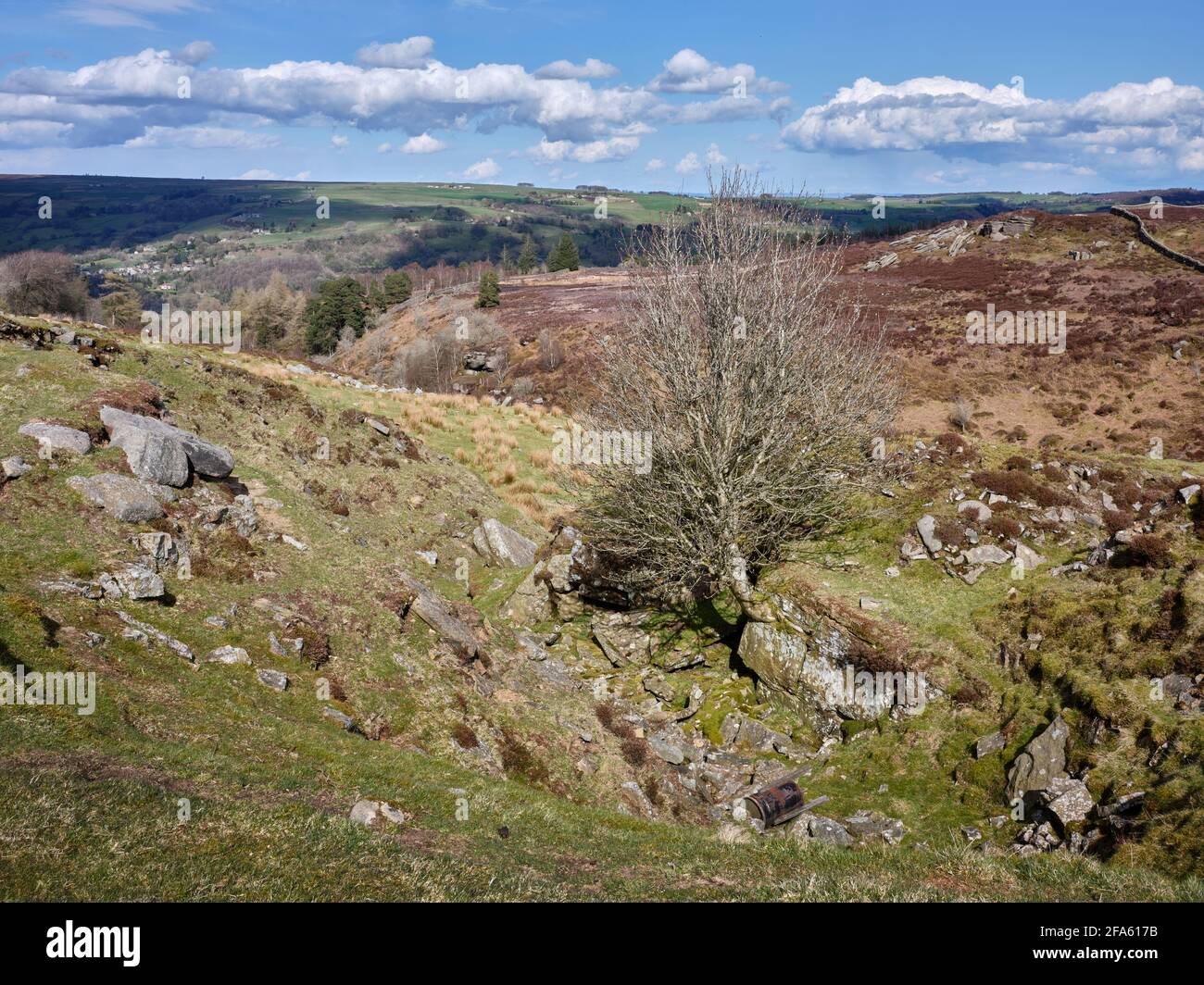 A Rowan tree grows at an unusual angle from a rocky outcrop in an ...
