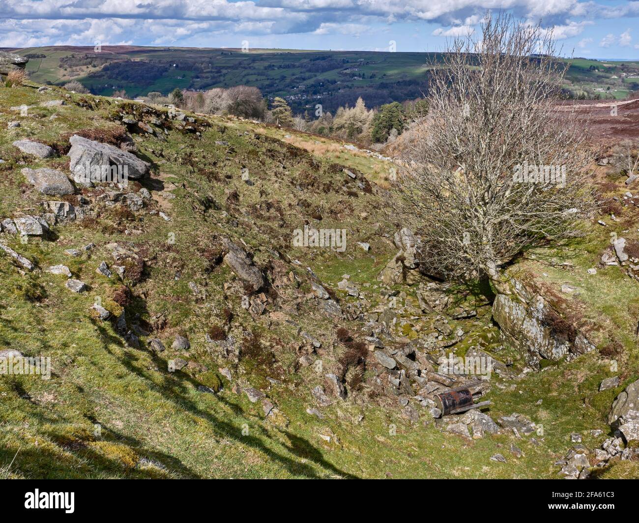 A Rowan tree grows at an unusual angle from a rocky outcrop in an ...
