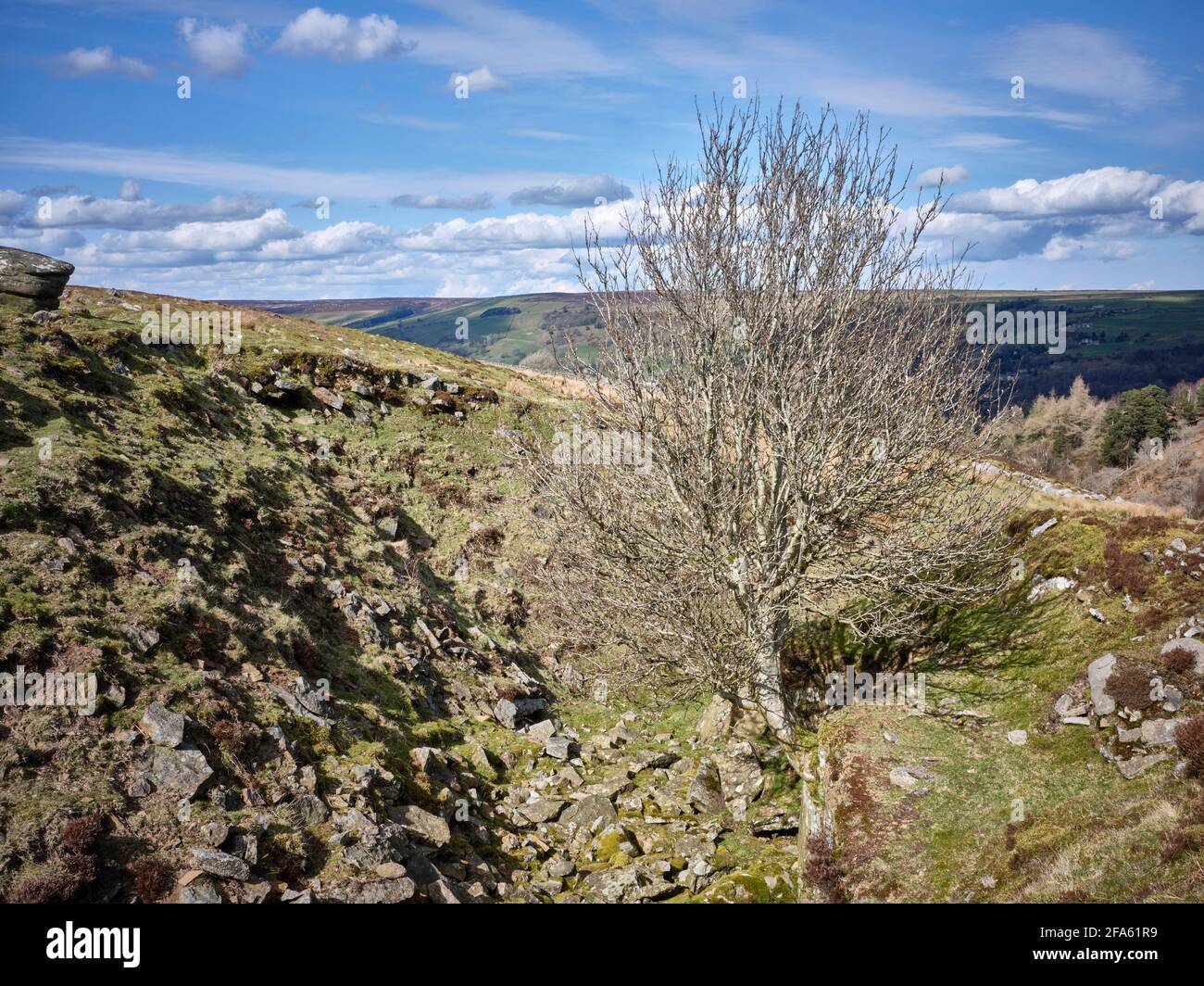A Rowan tree grows at an unusual angle from a rocky outcrop in an ...