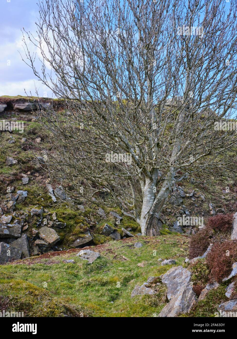 A Rowan tree grows at an unusual angle from a rocky outcrop in an ...