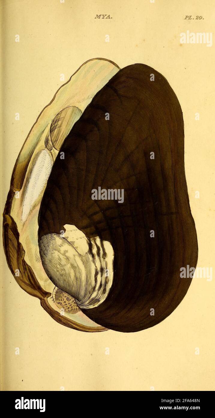 Linnean system hi-res stock photography and images - Alamy