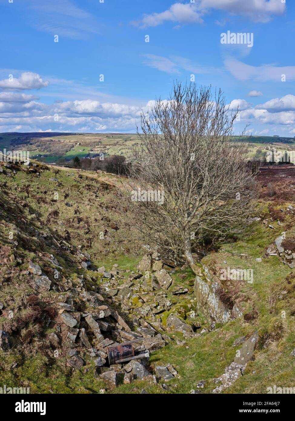 A Rowan tree grows at an unusual angle from a rocky outcrop in an ...