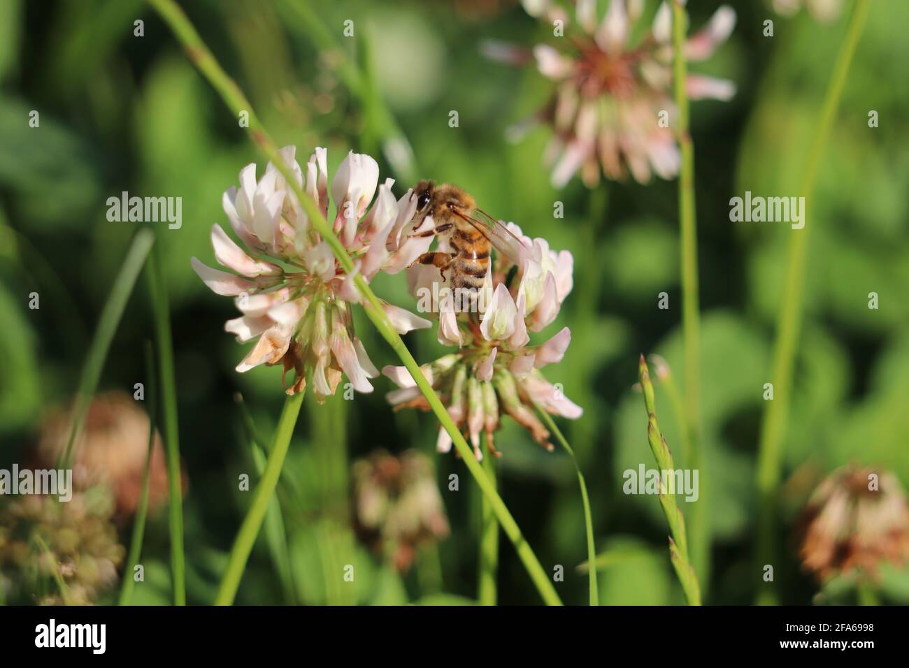 White clover with honey bee hi-res stock photography and images - Alamy