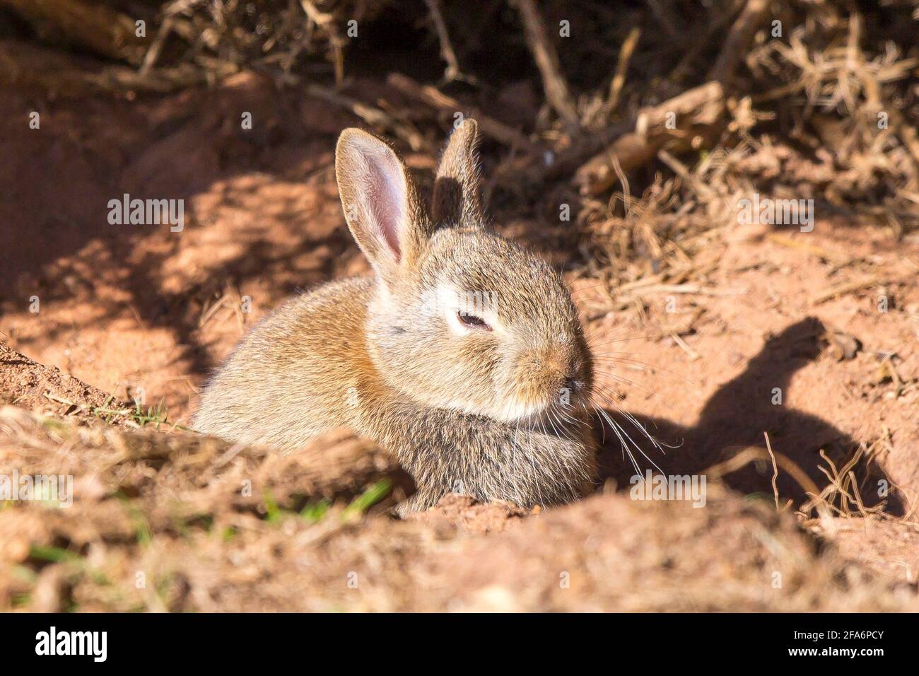Bunny sunbathing hi-res stock photography and images - Alamy