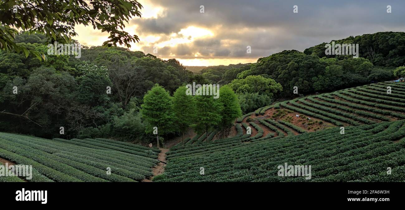 The tea plantation landscape sunset, Taiwan Stock Photo - Alamy