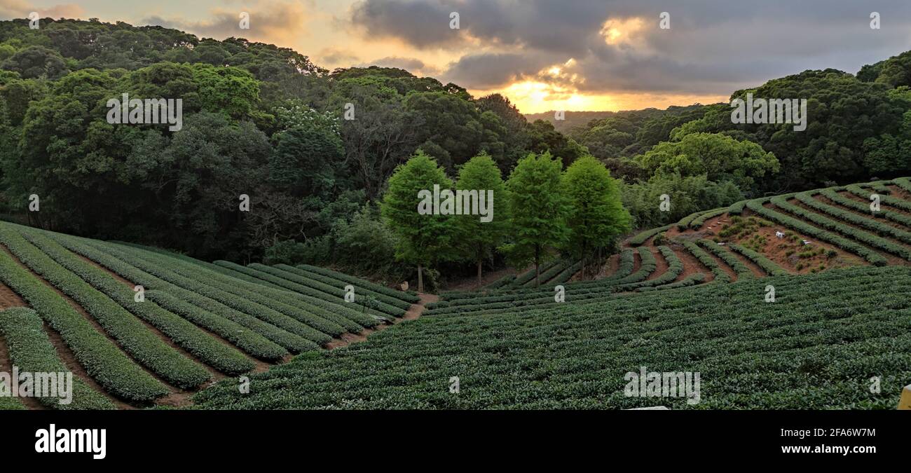 The tea plantation landscape sunset, Taiwan Stock Photo - Alamy