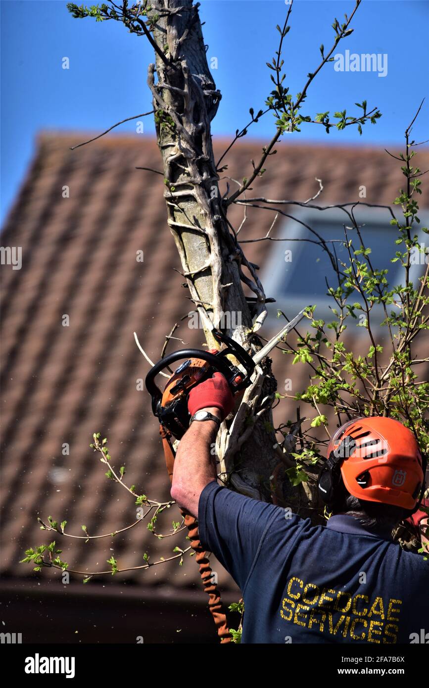 NTPC qualified tree surgeon from CoedCae Services cuts down a tree ...