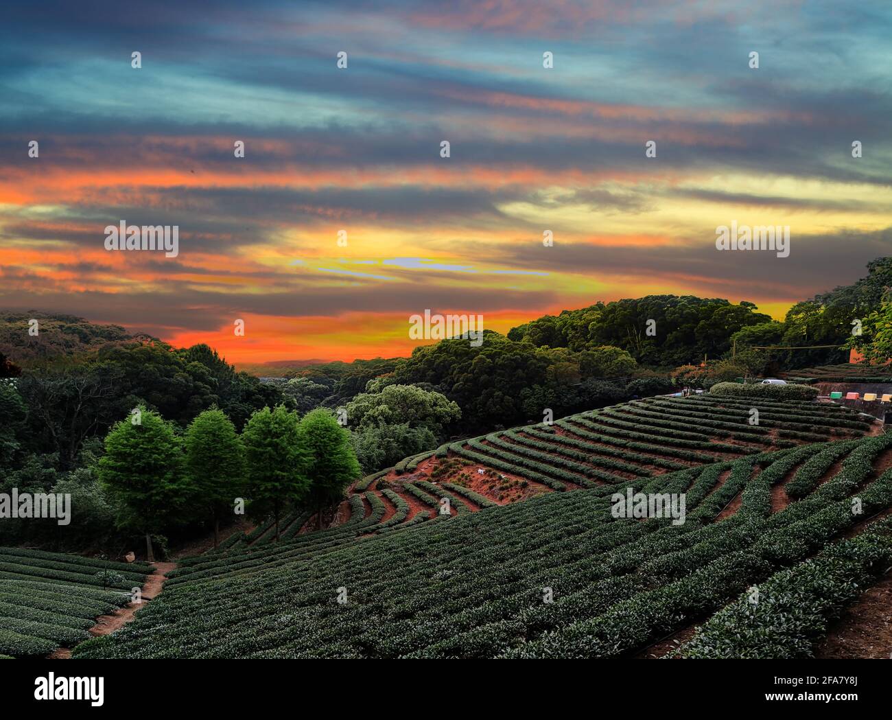 The tea plantation landscape sunset, Taiwan Stock Photo - Alamy
