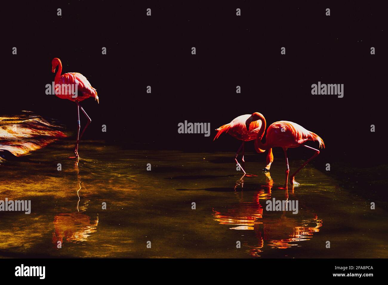 Playing with the light and some flamingos Stock Photo - Alamy