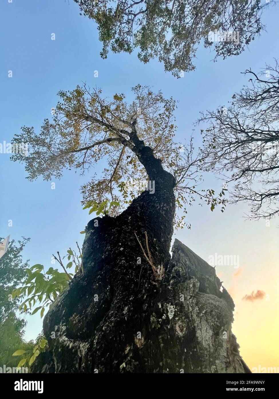 Low angle of tree during sunset Stock Photo - Alamy