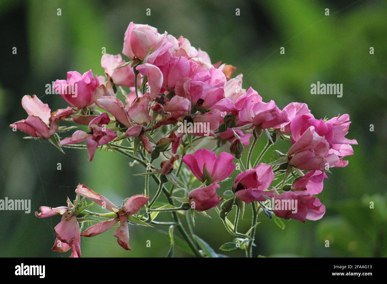 Beautiful and fragrant pink roses in the garden Stock Photo - Alamy