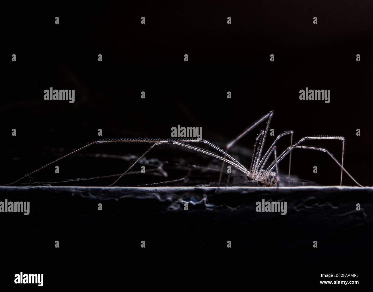 Spider on a spider web thread in black background Stock Photo - Alamy