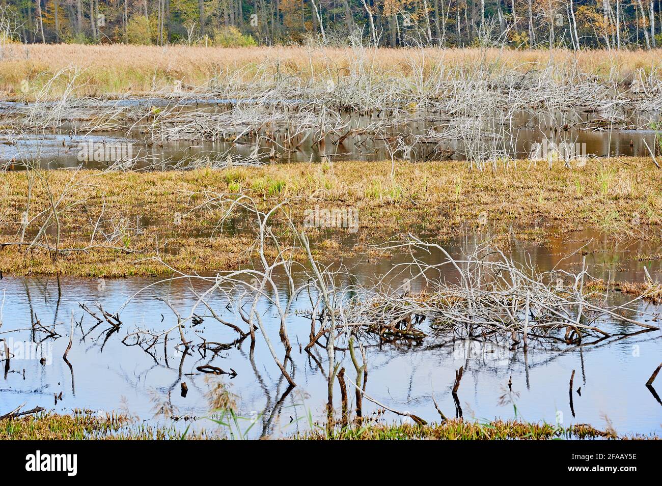 Dead branches and tree trunks in the swamp Stock Photo - Alamy