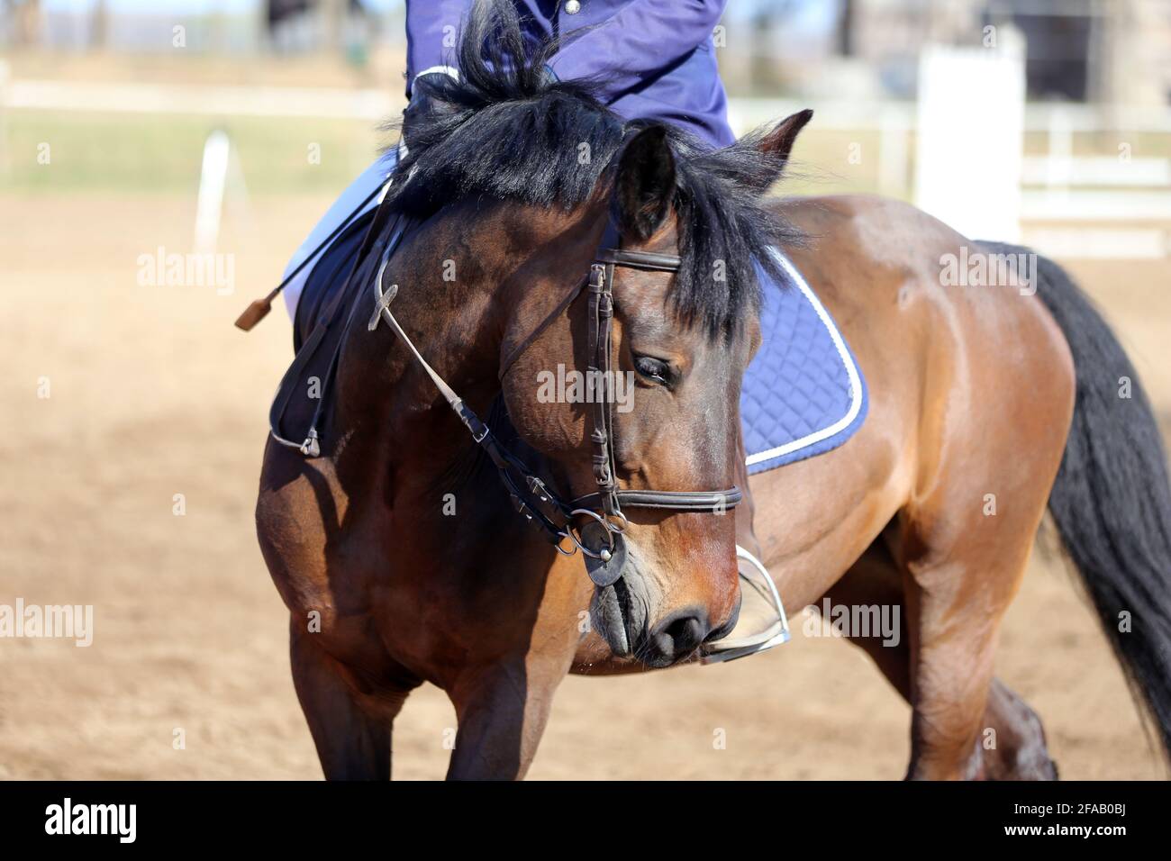 Horse riding banner for website or magazine illustration. Photo of ...