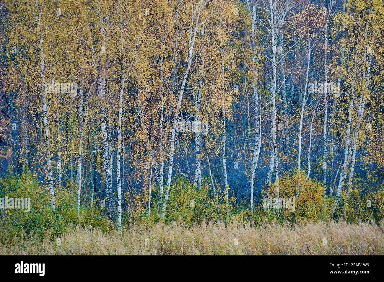 Trees in autumnal colors hi-res stock photography and images - Alamy