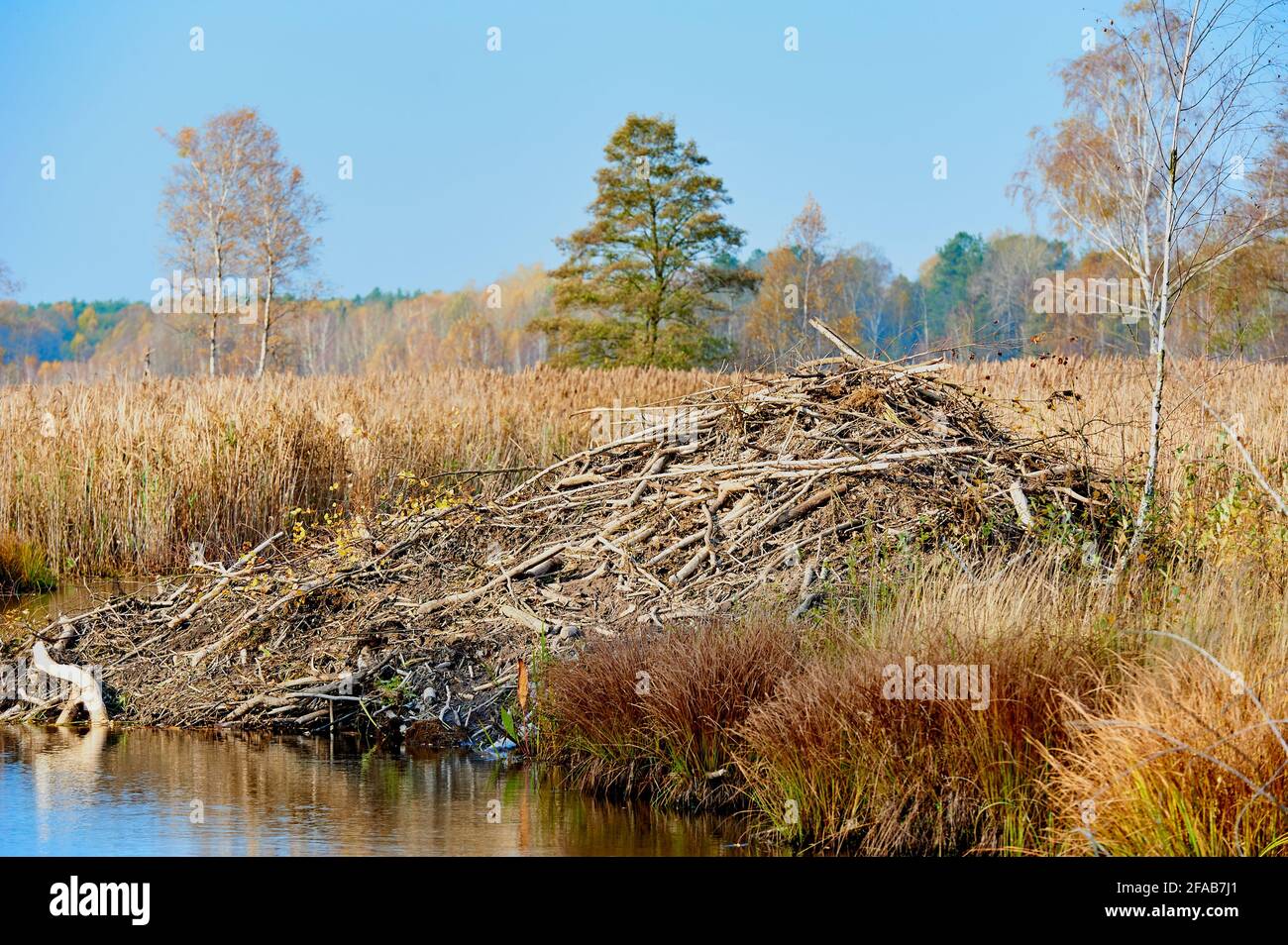 Beaver environment hi-res stock photography and images - Alamy