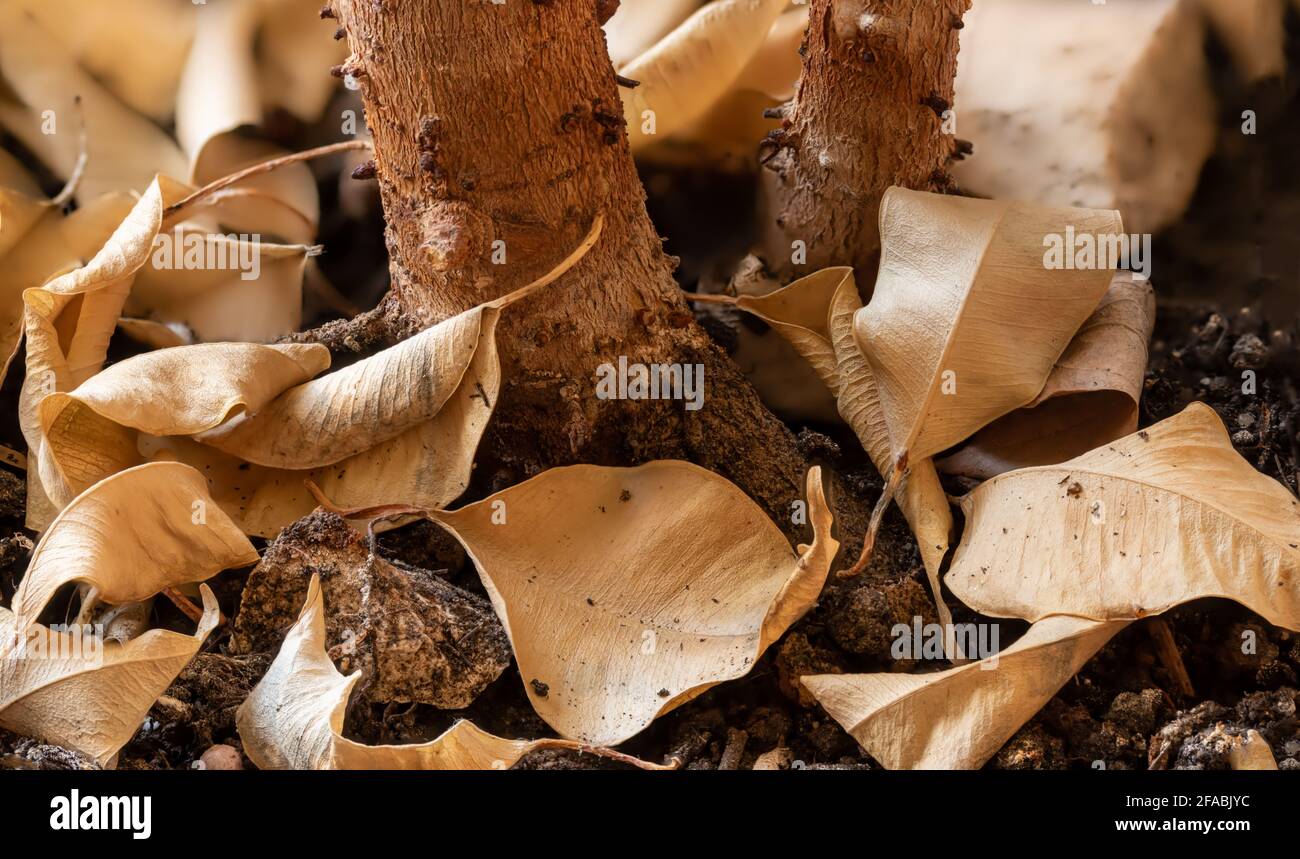Detail of dried up brown leaves on a Ficus tree in front of a blurred ...