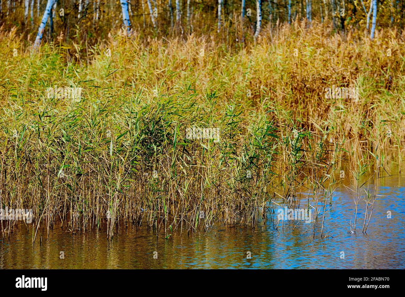 Reeds reflecting in pond hi-res stock photography and images - Alamy