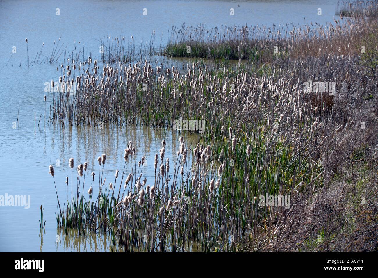 Reed banks with fluffy reed seed heads in the lake margin at Pebsham ...