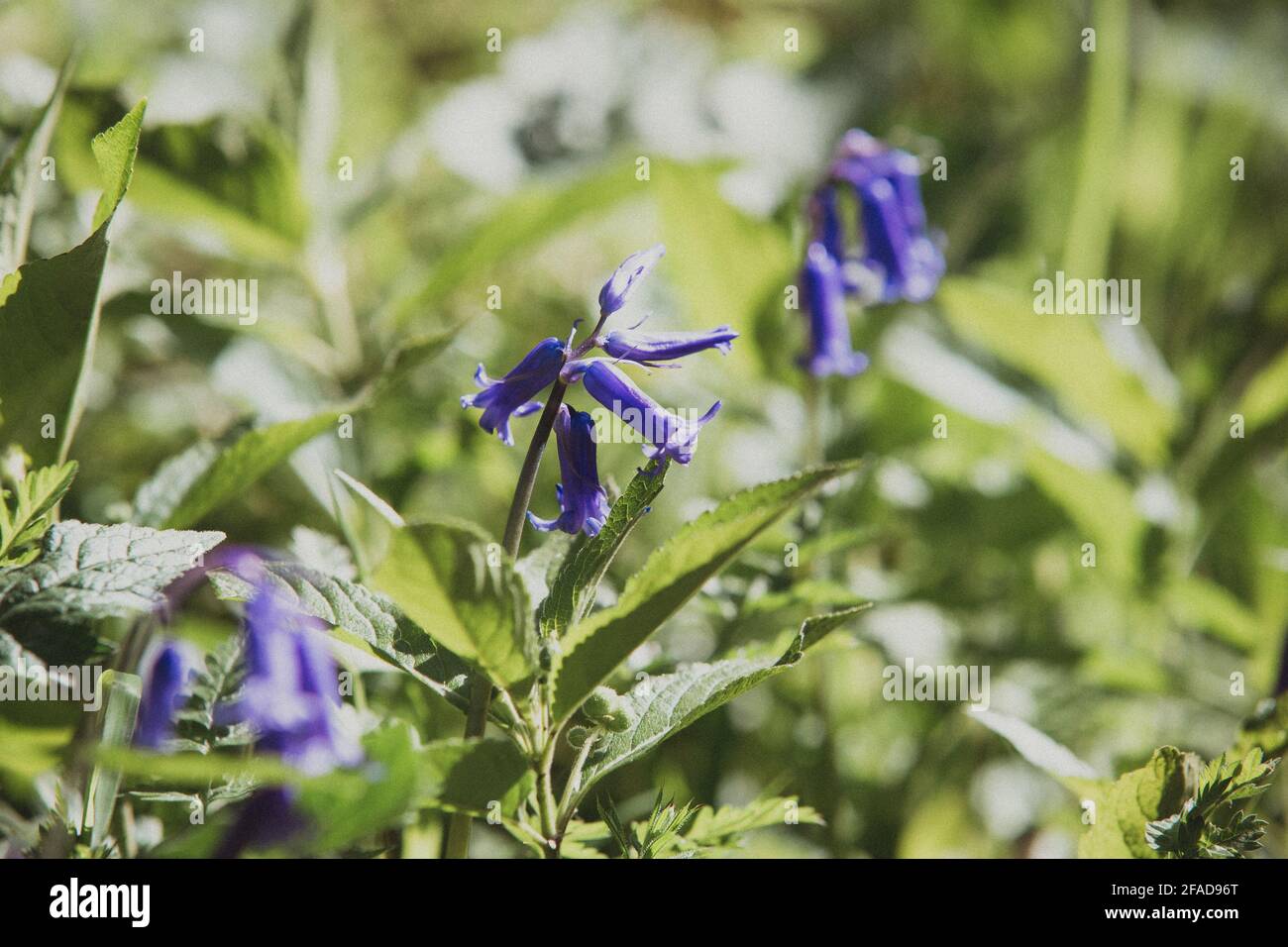 Asperum hi-res stock photography and images - Alamy