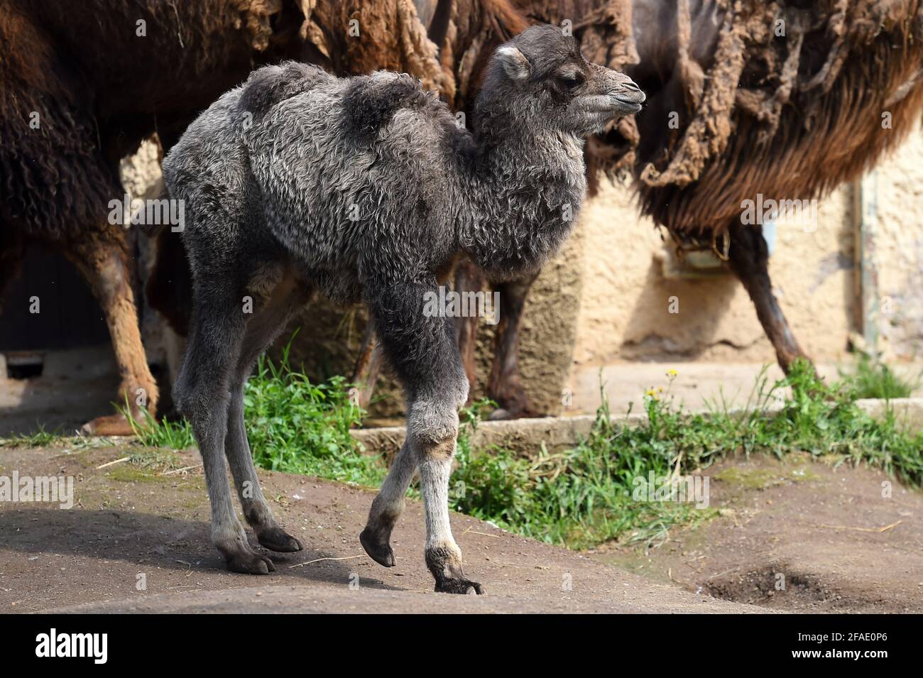 Cub of Bactriana camel The BioPark of Rome, 17 hectares, 1000 animals ...