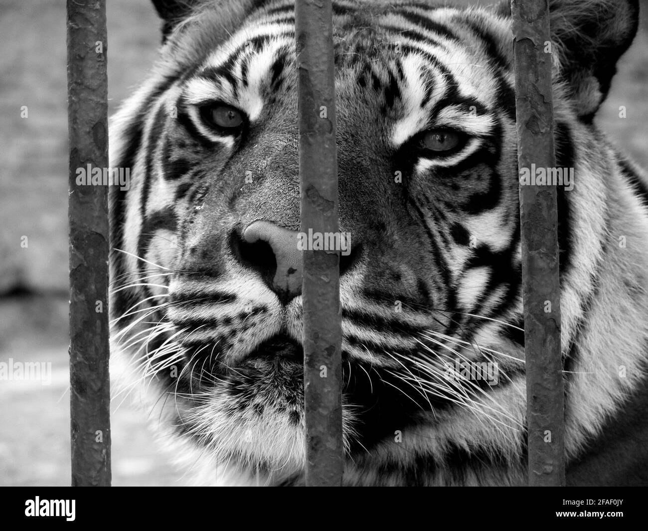 Grayscale shot of a tiger behind the cage Stock Photo - Alamy