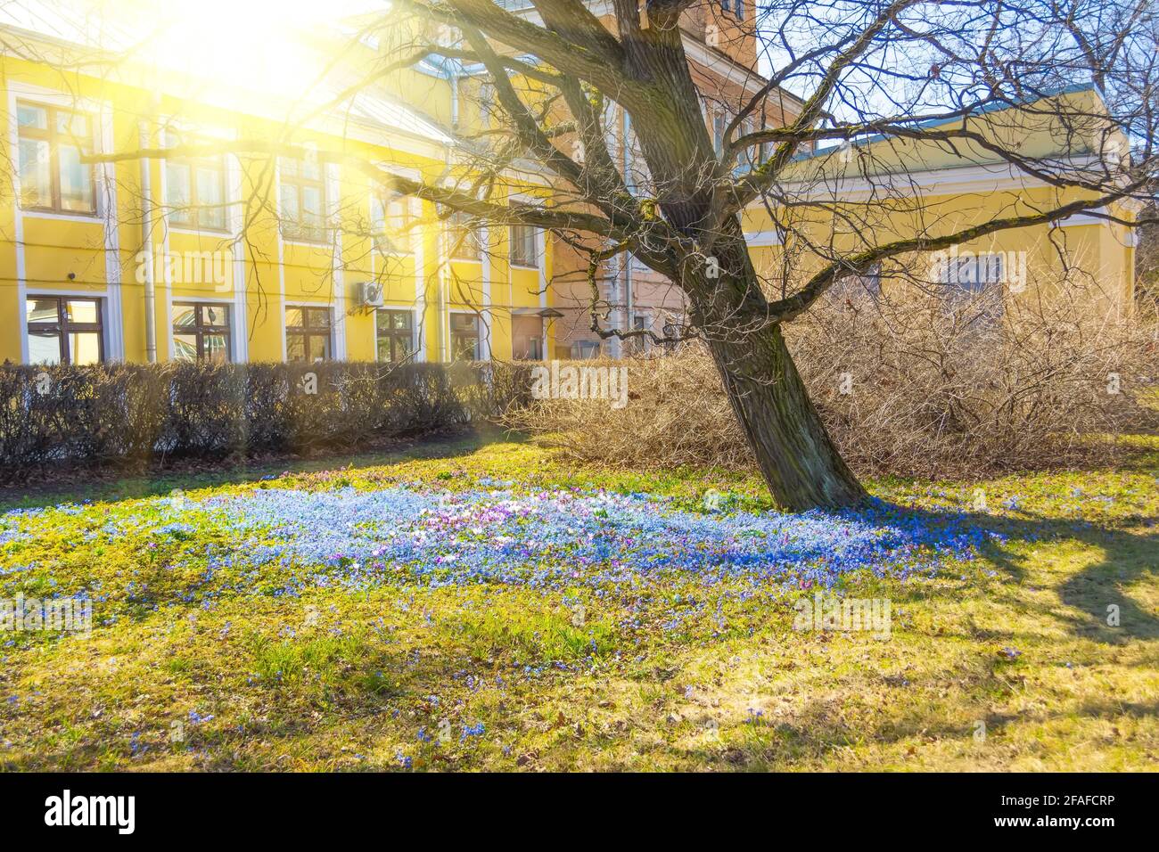 Spring early flowers primroses of blue purple white densely cover the ...