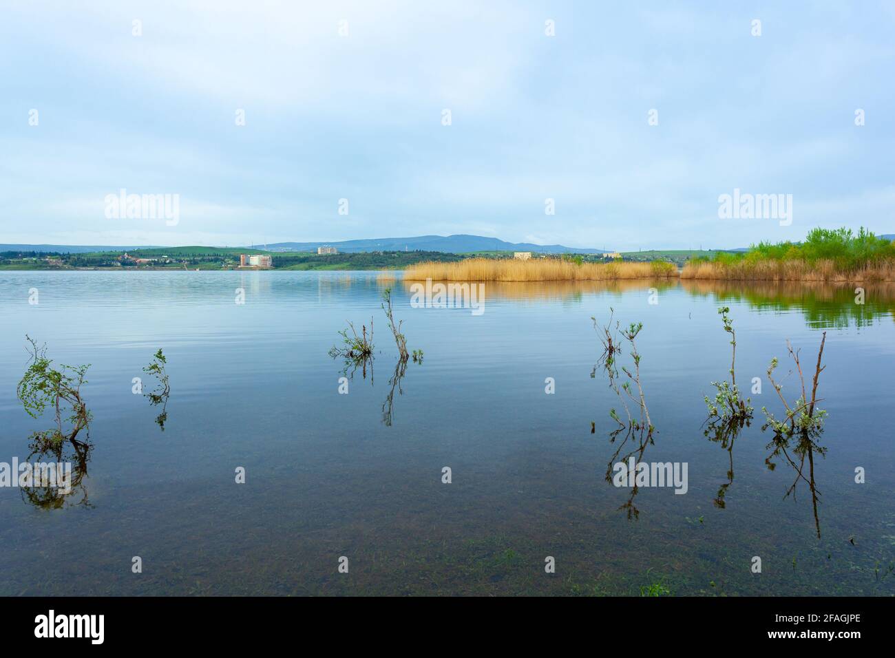 Water plants by the lake. Plants in the lake, yellow reeds on Lake ...