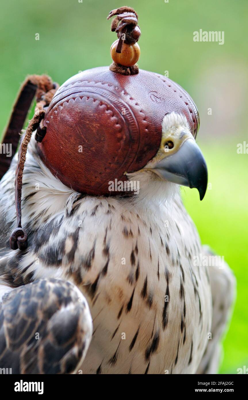 Falcon hood hi-res stock photography and images - Alamy