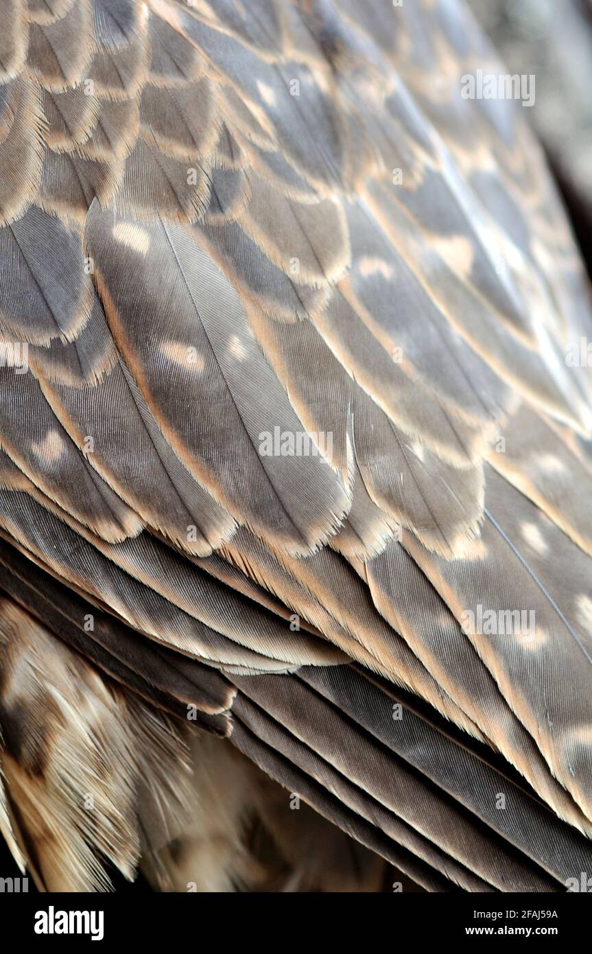 Detail of a Feather of Falcon Stock Photo - Alamy